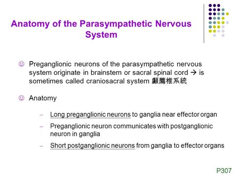 Chapter 11 The Nervous System Autonomic And Motor Systems Ppt Video Online Download