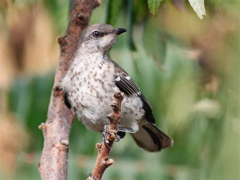 Northern Mockingbird Celebrate Urban Birds