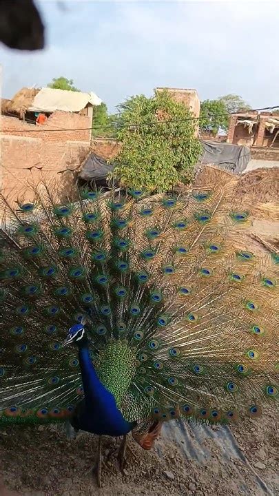 Peacock Is Eagier For Having Sex With Peahen Birds Pikok