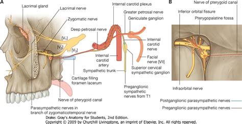 Infratemporal Fossa Pterygopalatine Fossa Ranzcrpart1 Wiki Fandom