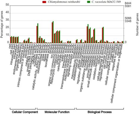 GO Annotation Comparison Between Ch Reinhardtii And C Vacuolata MACC