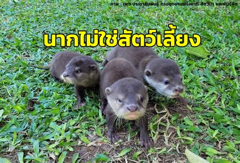 น่าห่วง “นาก” 5 จว อันดามันถูกคุกคามหนัก หลังคนนิยมนำไปเลี้ยงตามกระแส