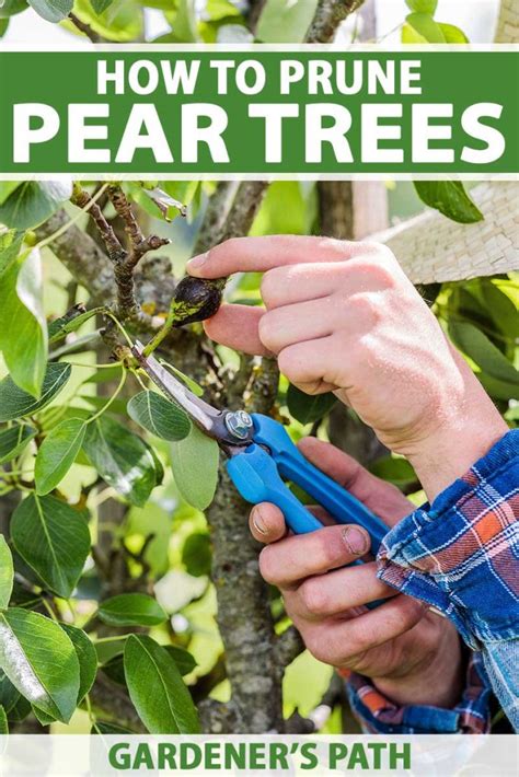 How And When To Prune Pear Trees Gardeners Path