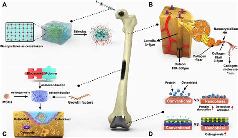 Nanotechnologies In Bone Repair A The Introduction Of Nanoparticles