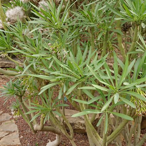 Canary Islands Candle Plant Kleinia Neriifolia