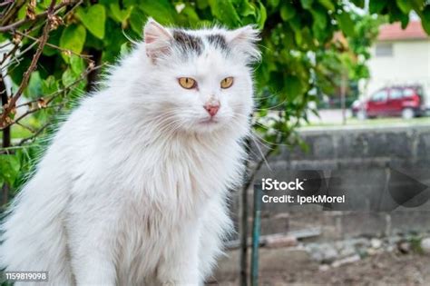벽에 앉아 노란 눈을 가진 흰색 더러운 길 잃은 고양이의 초상화 0명에 대한 스톡 사진 및 기타 이미지 0명 가축 거리 Istock