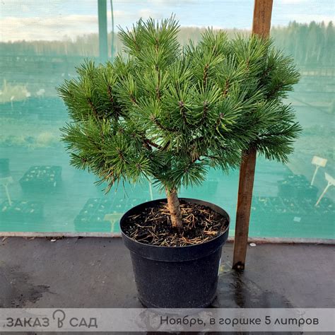 Сосна горная (крючковатая) Гнездо. Фото саженцев, описание