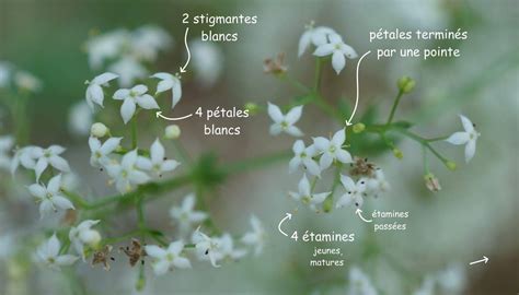 Gaillet Caille Lait Blanc Notesdeterrain Over Blog