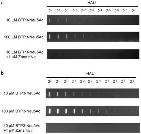 A Pvdf Membrane Was Dot Blotted With 2 Fold Dilutions 22 To 2−8 Hau