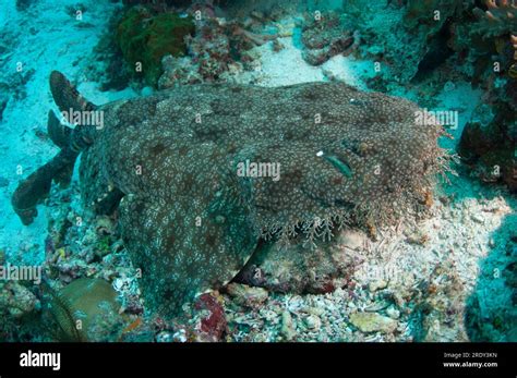 Tasselled Wobbegong Shark Eucrossorhinus Dasypogon Melissas Garden