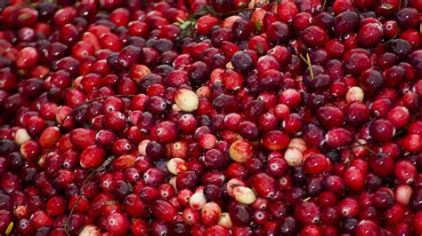 La Canneberge Un Fruit Festif Et Aux Multiples Utilisations Radio