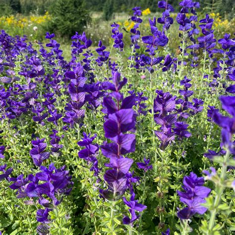 Blue Monday Sage Revival Seeds