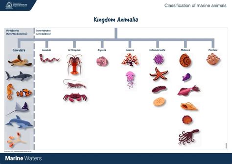 Poster Marine Classification Animals Primary • Department Of