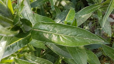 Berg Flockenblume Centaurea Montana Steckbrief
