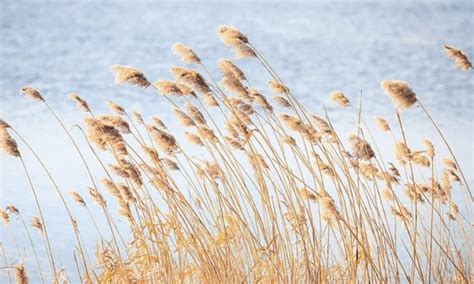 芦苇、芦竹、芦荻，傻傻分不清楚？一分钟教你看图识芦！蒲苇