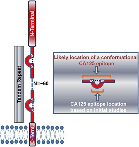 Carbohydrate Antigen 125baiduwiki