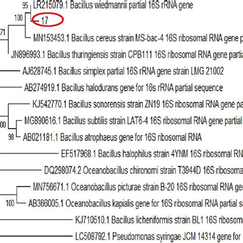 Phylogenetic Tree Showing The Position Of The Bacterium Isolate 17 Download Scientific Diagram
