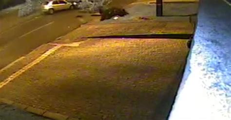 G Vídeo mostra momento em que árvore atinge carro em movimento notícias em Paraná