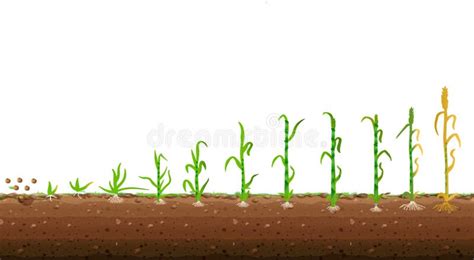 Circular Life Cycle Of Rye Grain Growth Stages Of Rye Plant Cereal