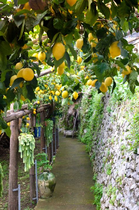 Path Of The Lemons The Ancient Trail Connecting Minori And Maiori Amalfeet Step Into The