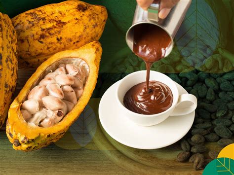 Cara Membuat Coklat Dari Biji Kakao Dengan Peralatan Sederhana Di Rumah