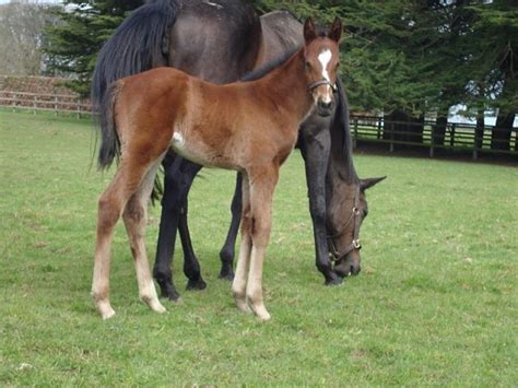 Moll Davis Wins At Doncaster On 17th August 2019