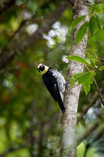 도토리 딱따구리 멜라네르페스 포름피소 미디엄 크기의 새 딱따구리 갈색 검은 머리 뒤 날개와 꼬리 흰색 이마 목 배와 엉덩이 눈은 하얗다 갈색에 대한 스톡 사진 및 기타