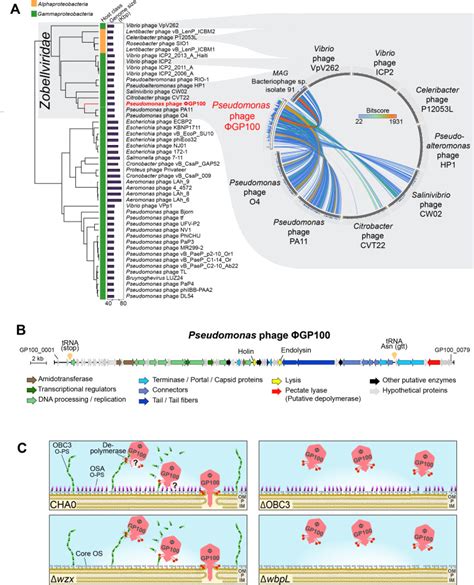 Molecular And Evolutionary Basis Of O Antigenic Polysaccharide Driven Phage Sensitivity In