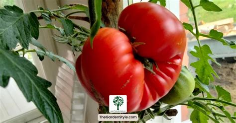 How To Grow Beefsteak Tomatoes In A Container 【2024】the Garden Style