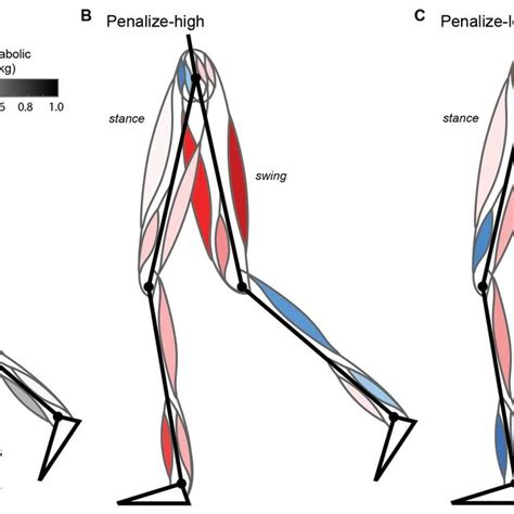 Effects Of Exoskeleton On Simulated Individual Muscle Metabolic Rate