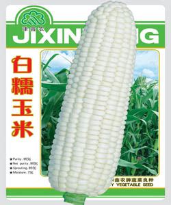 白玉米 糯玉米 种子网 天鸿种子网产品中心 最新最全的种子供求信息 辣椒种子 黄瓜种子 番茄种子