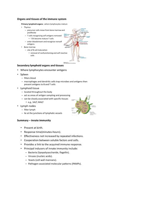 Module 2 Immune System Docx Organs And Tissues Of The Immune System Secondary Lymphoid