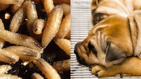 Gusano Barrenador En Perros Alerta Sanitaria Y Protocolos De Actuación