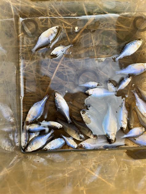 まこちんゆー さんの 2024年01月23日のタイリクバラタナゴの釣り・釣果情報茨城県 牛久沼 アングラーズ 釣果600万件の