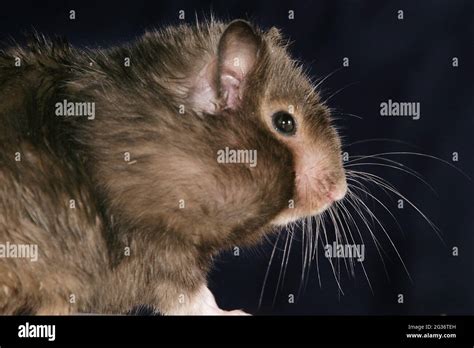 Golden Hamster Mesocricetus Auratus Colour Morph Stands Erect Full