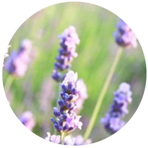 Lorrie Hargis International School Of Aromatherapy International School