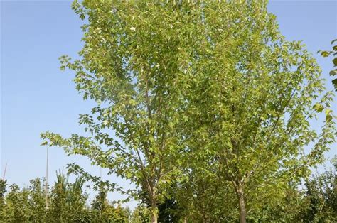 Sidabrinis Klevas Pyramidale