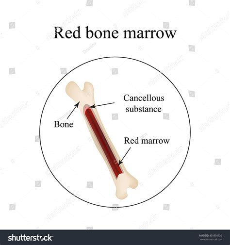 Structure Bone Marrow Infographics Vector Illustration Stock Vector