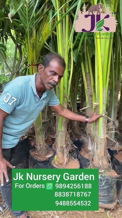 மலேசியன் க்ரீன் தென்னை வைத்த உடனேயே காய்க்க கூடிய மரங்கள் கிடைக்கும்