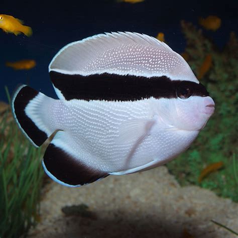 Bandit Angelfish Aquarium Reefers