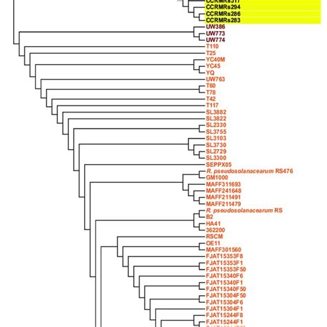 Phylogenomic Tree Of R Solanacearum Species Complex Rssc Strains