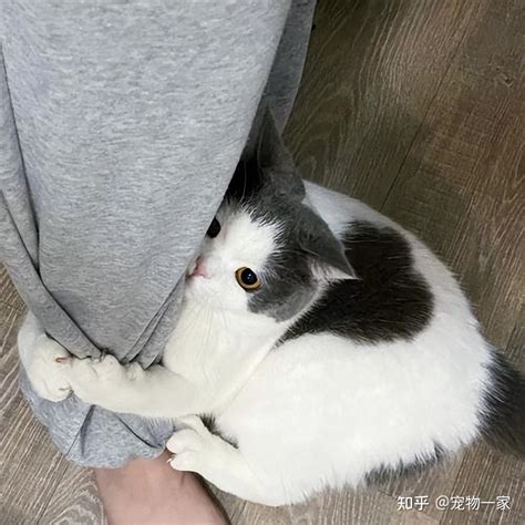 其实猫咪抱大腿的行为有这7种含义别再误会了 知乎