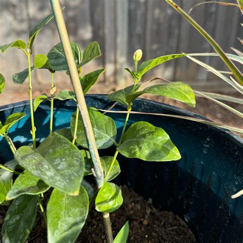 🌼 3 Top Pot Choices For Your Jasmine Summer Soul