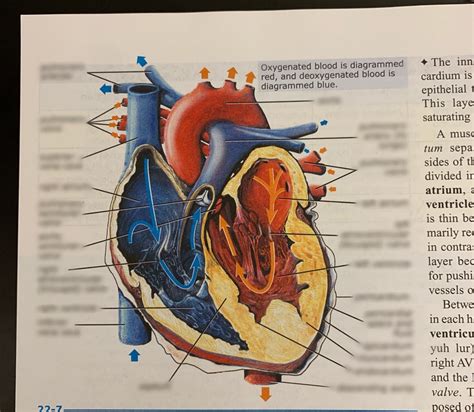 Diagram Of Heart Biology Final Diagram Quizlet