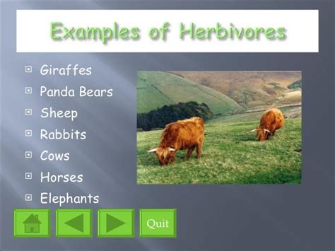 The Eating Habits Of Animals Ppt Project