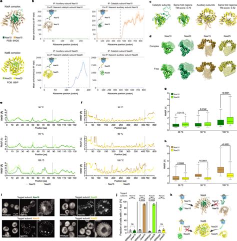 Nata And Natb Diverging Co Translational Assembly Pathways Correlate Download Scientific