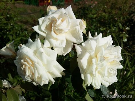 Classification Rose Classification Dataset By Marya S
