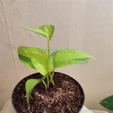 Jual Epipremnum Pinnatum Lemon Lime Tanaman Kab Bekasi Aysha