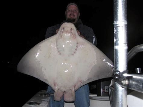 Bat Ray Ocean Treasures Memorial Library