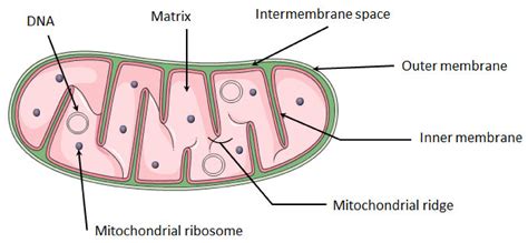 Mitochondria Diagram With Labels